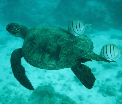 School-Based Environmental Service Learning | National Geographic Society