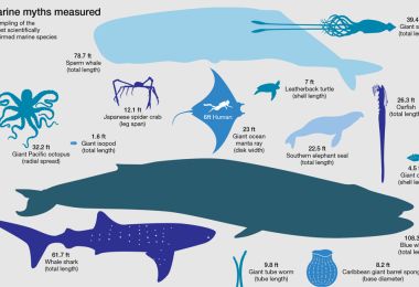 Marine Megafauna | National Geographic Society