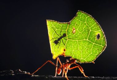 Types of Ecology | National Geographic Society