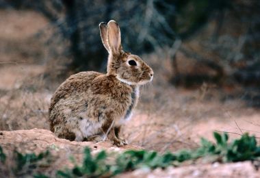 How European Rabbits Took over Australia | National Geographic Society