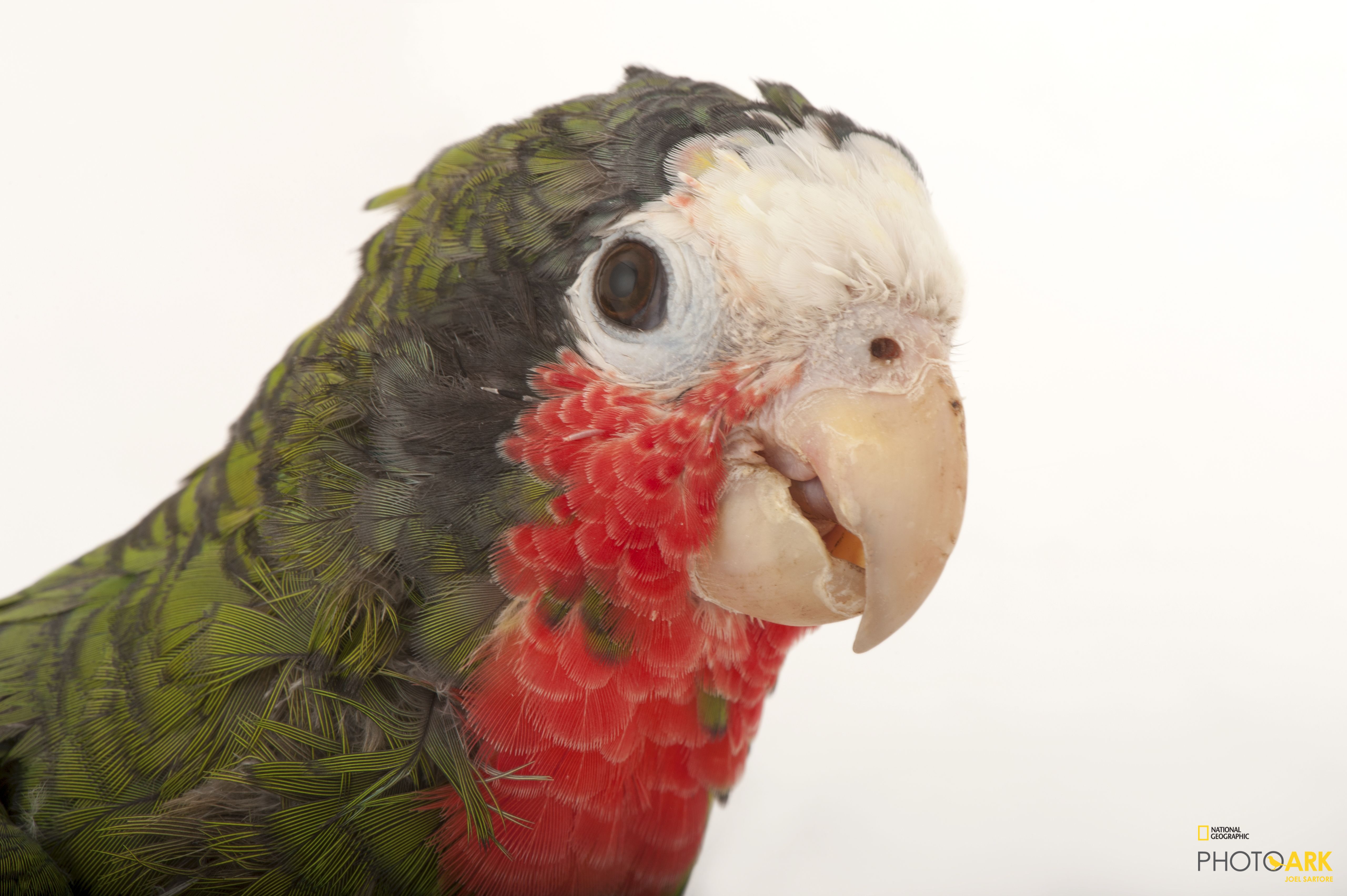 Photo Ark Home Cuban Amazon Parrot | National Geographic Society