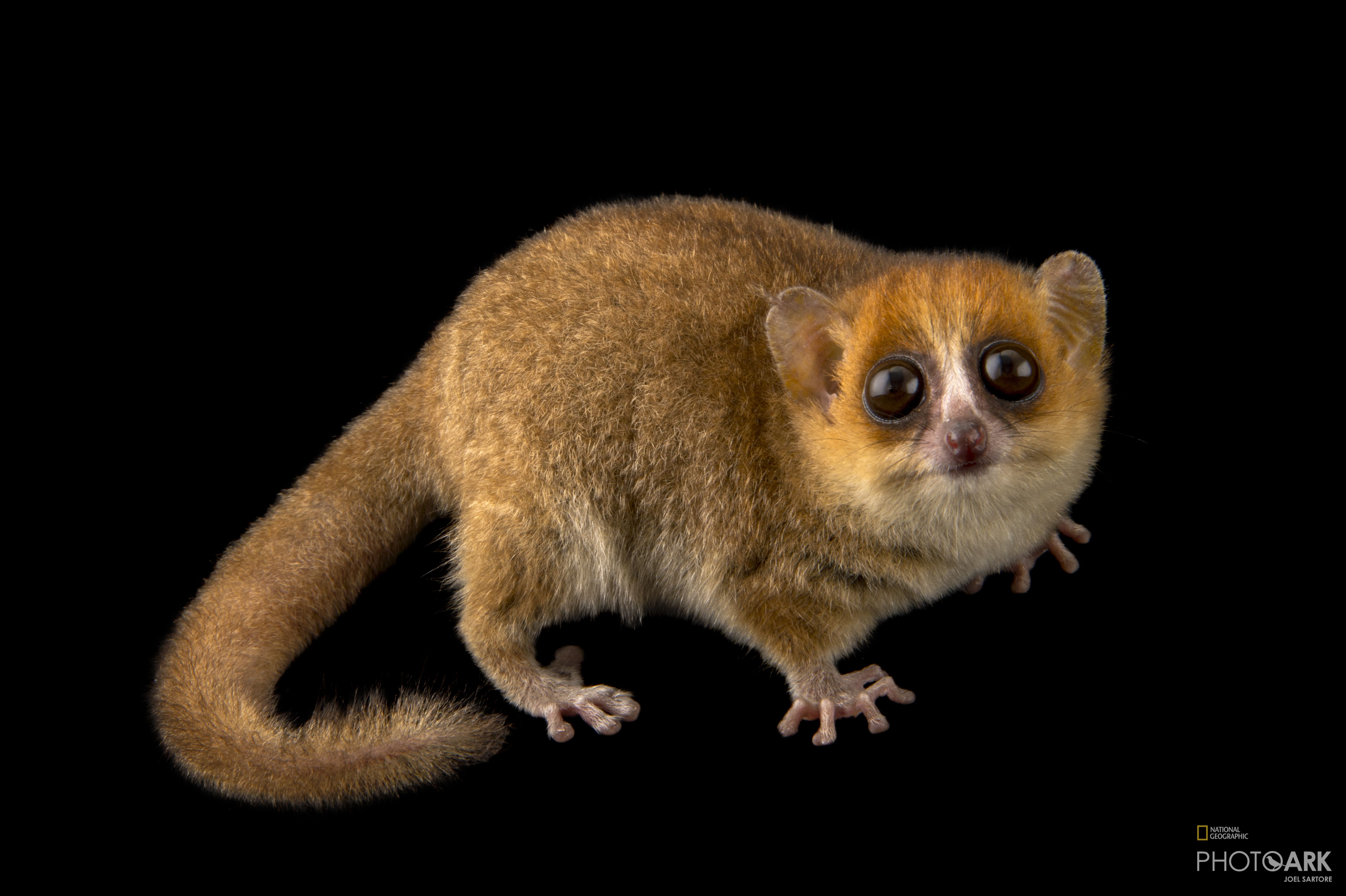 Photo Ark Home Goodman's Mouse Lemur | National Geographic Society
