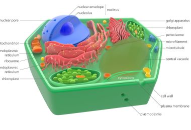 Cells and the Versatile Functions of Their Parts | National Geographic ...