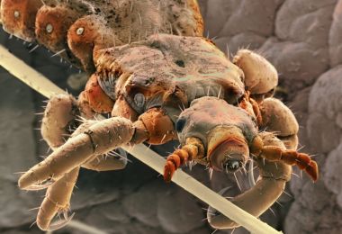 Misunderstood Microbes | National Geographic Society