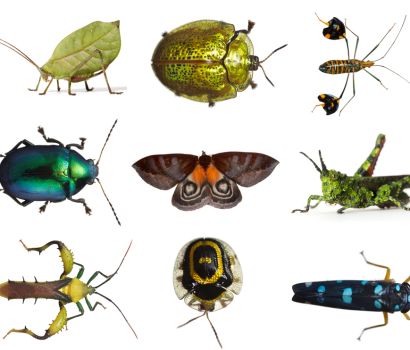 Interact with Animals | National Geographic Society