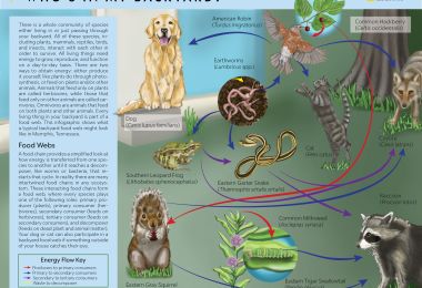 Who's in My Backyard? | National Geographic Society