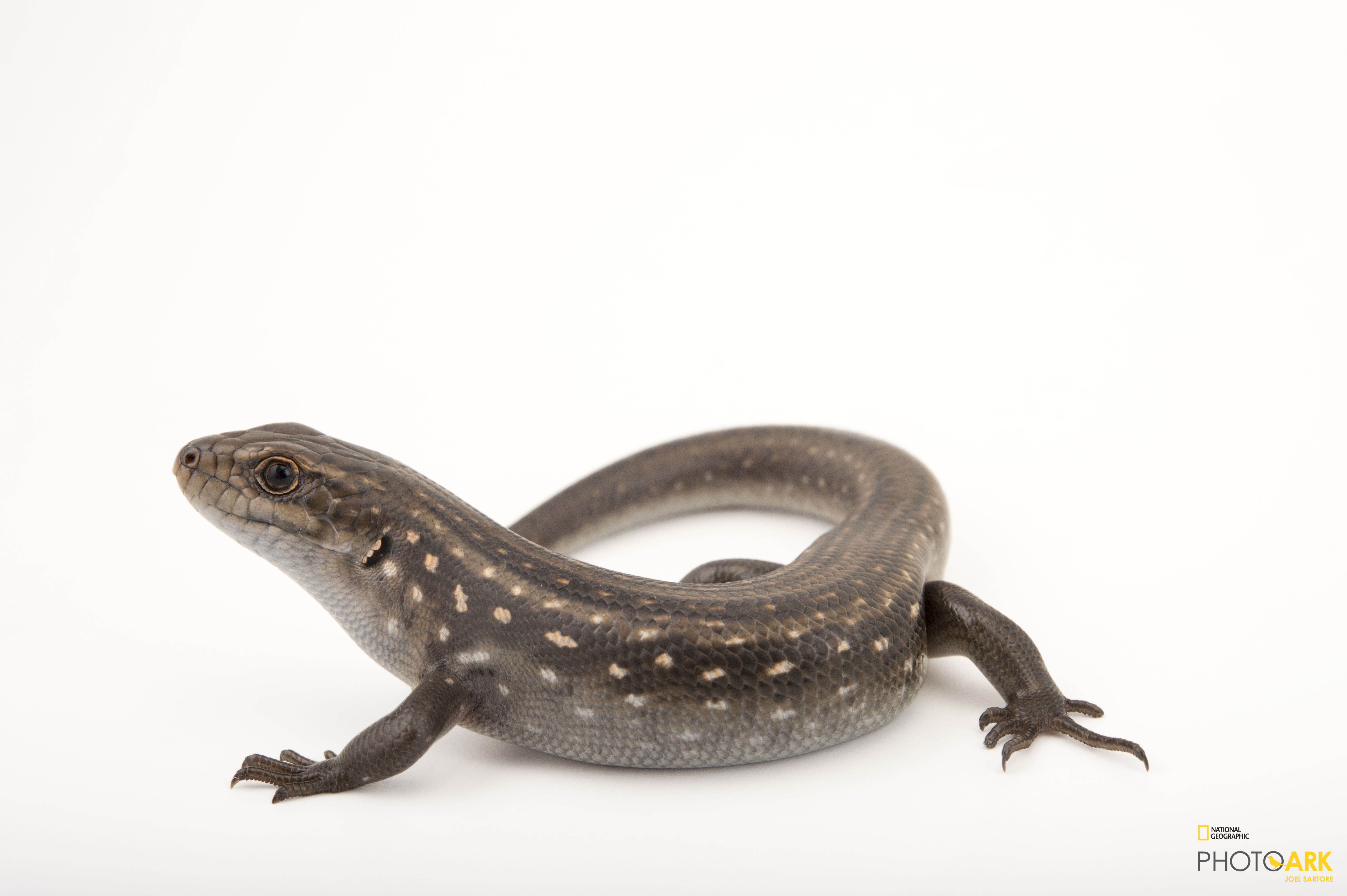 Photo Ark Home White's Skink | National Geographic Society