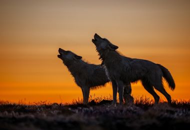 Wolves: Photography by Ronan Donovan — An Educational Companion ...