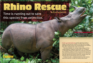 Rhino Rescue | National Geographic Society
