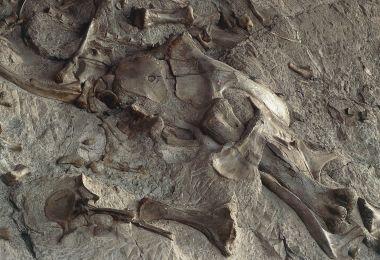 dinosaurs | National Geographic Society