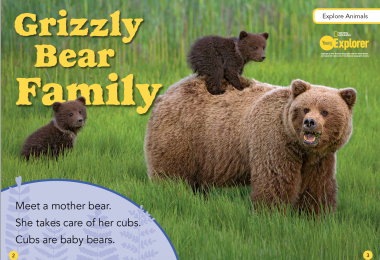 Grizzly Bear Family | National Geographic Society