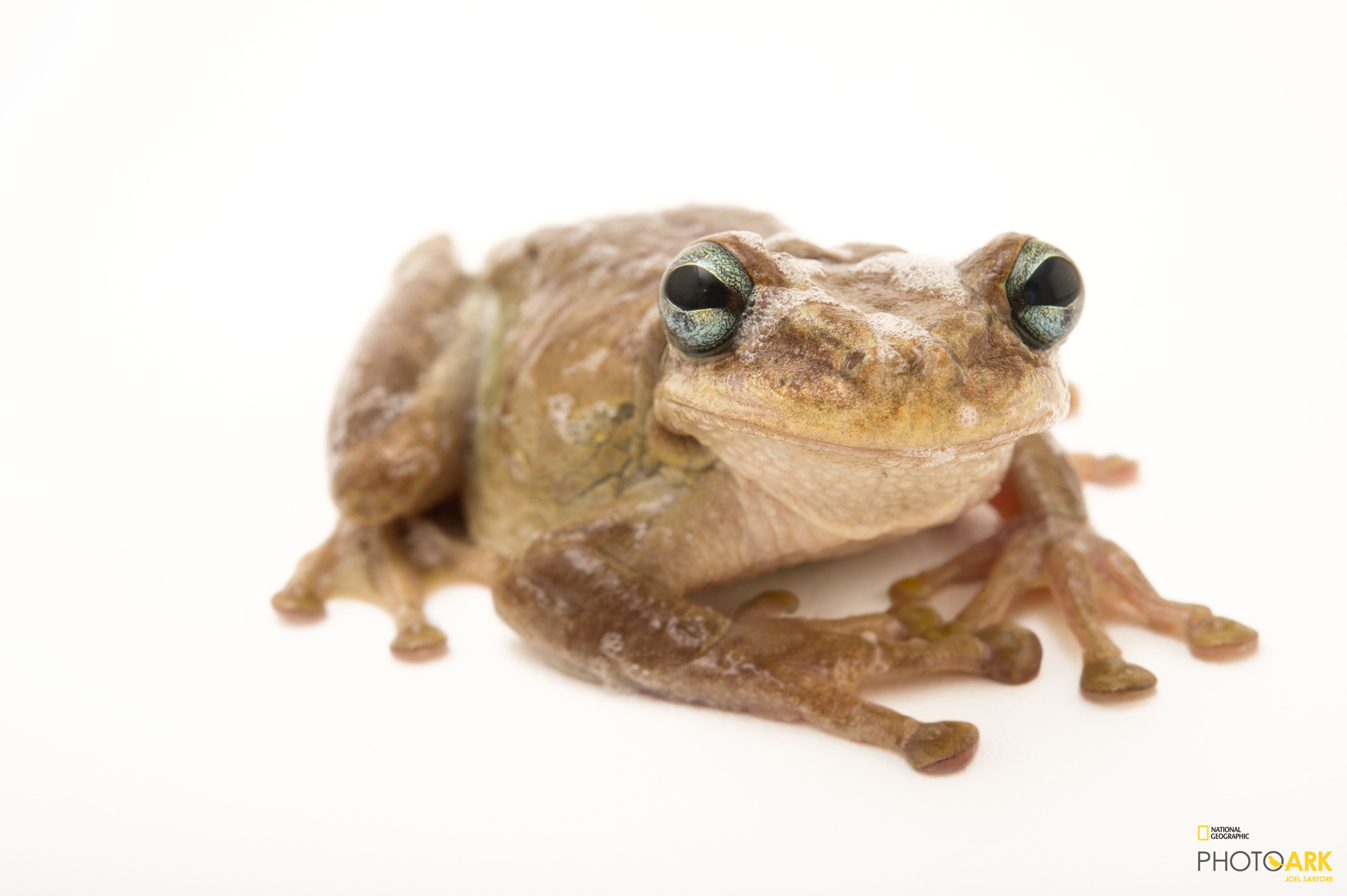 Photo Ark Home Hispaniolan Common Tree Frog | National Geographic Society