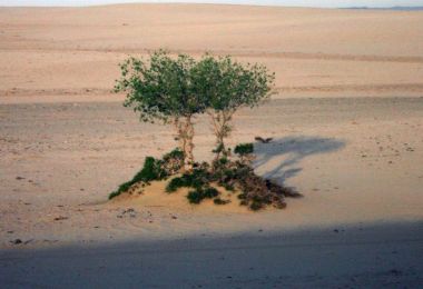 Vegetation Region | National Geographic Society