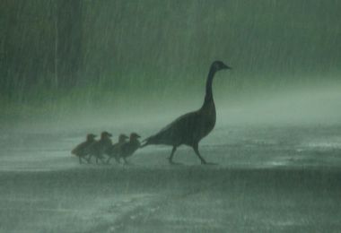rain | National Geographic Society