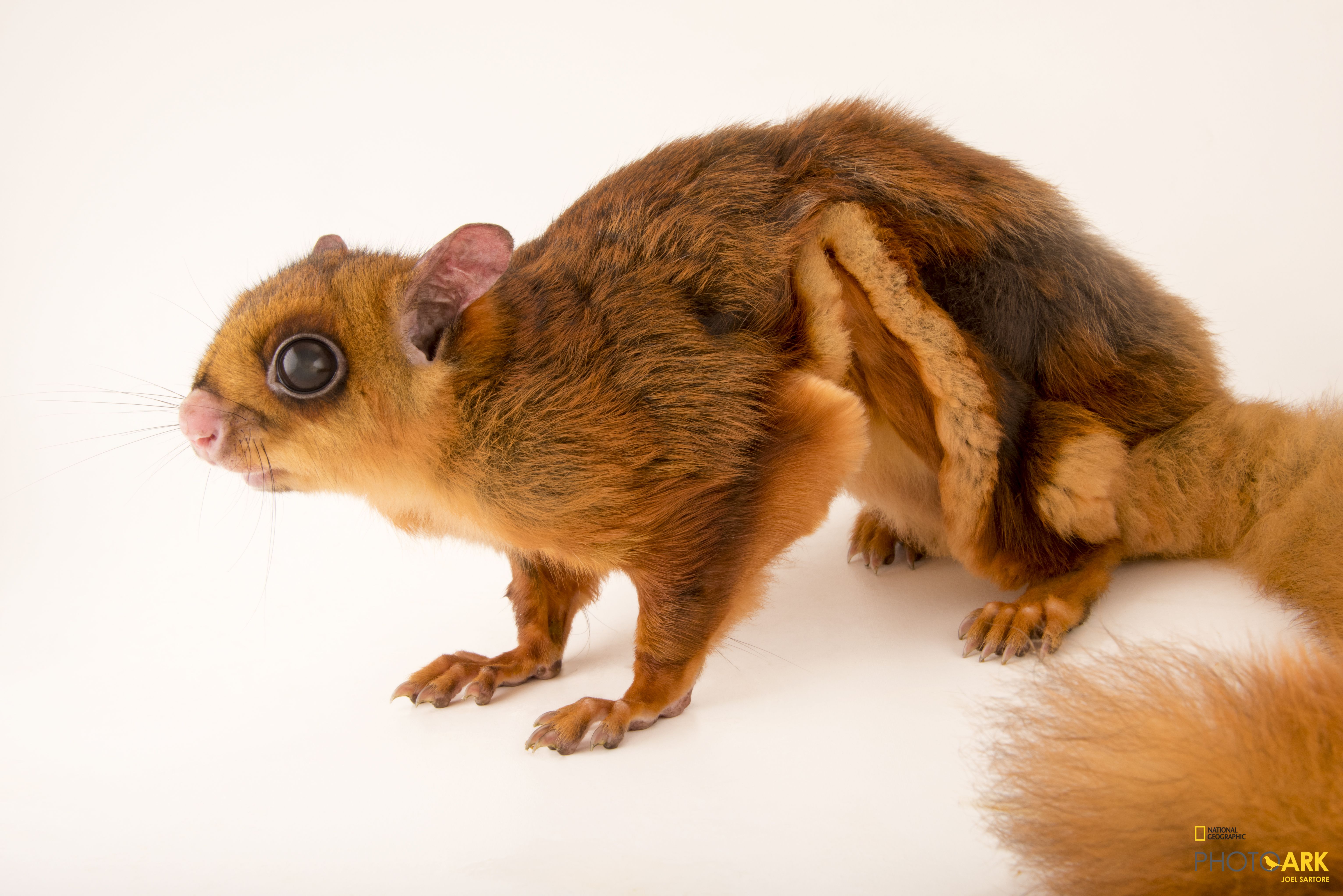 Photo Ark Home Indian Giant Flying Squirrel | National Geographic Society