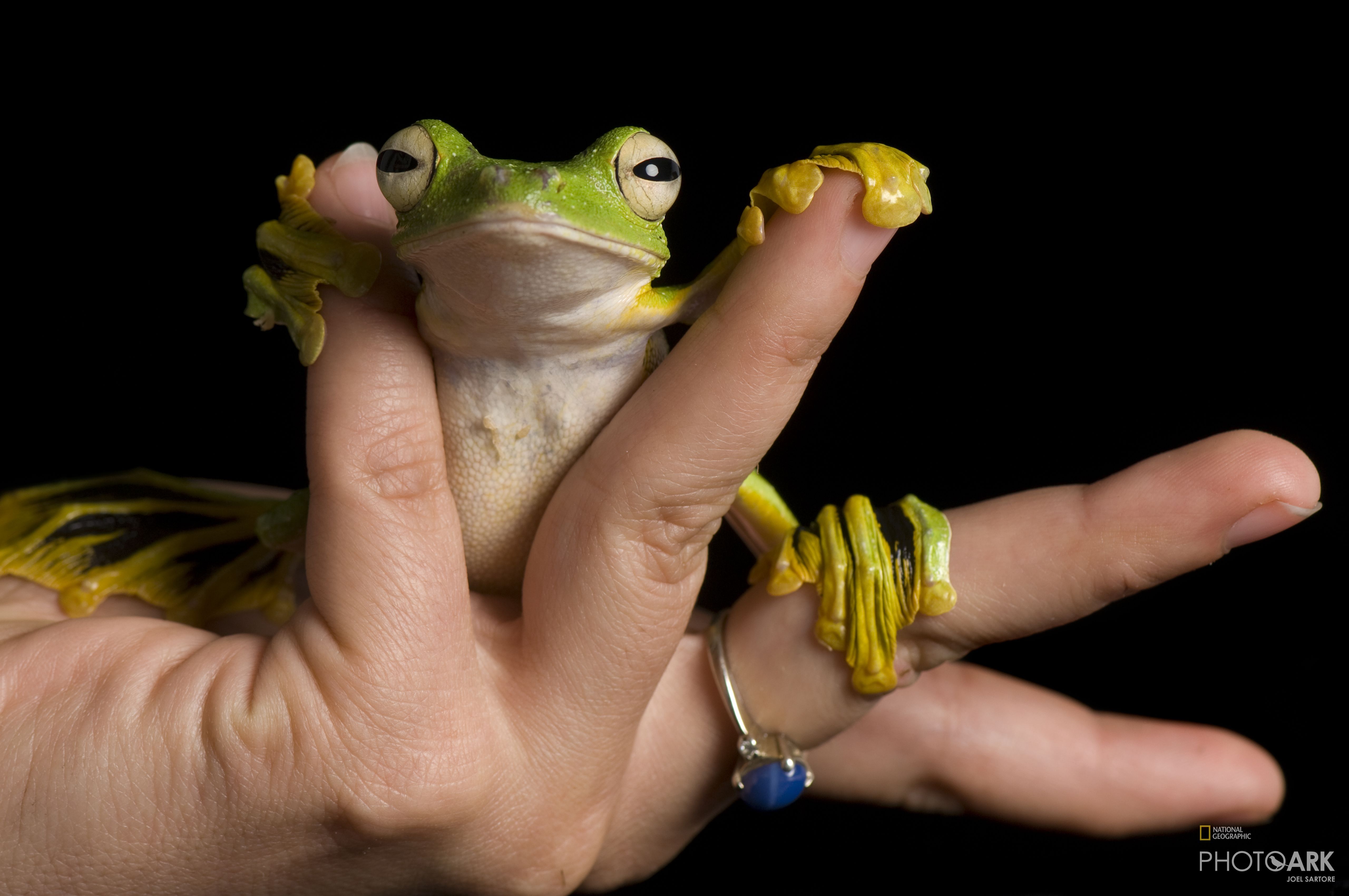 Photo Ark Home Wallace s Flying Frog National Geographic Society