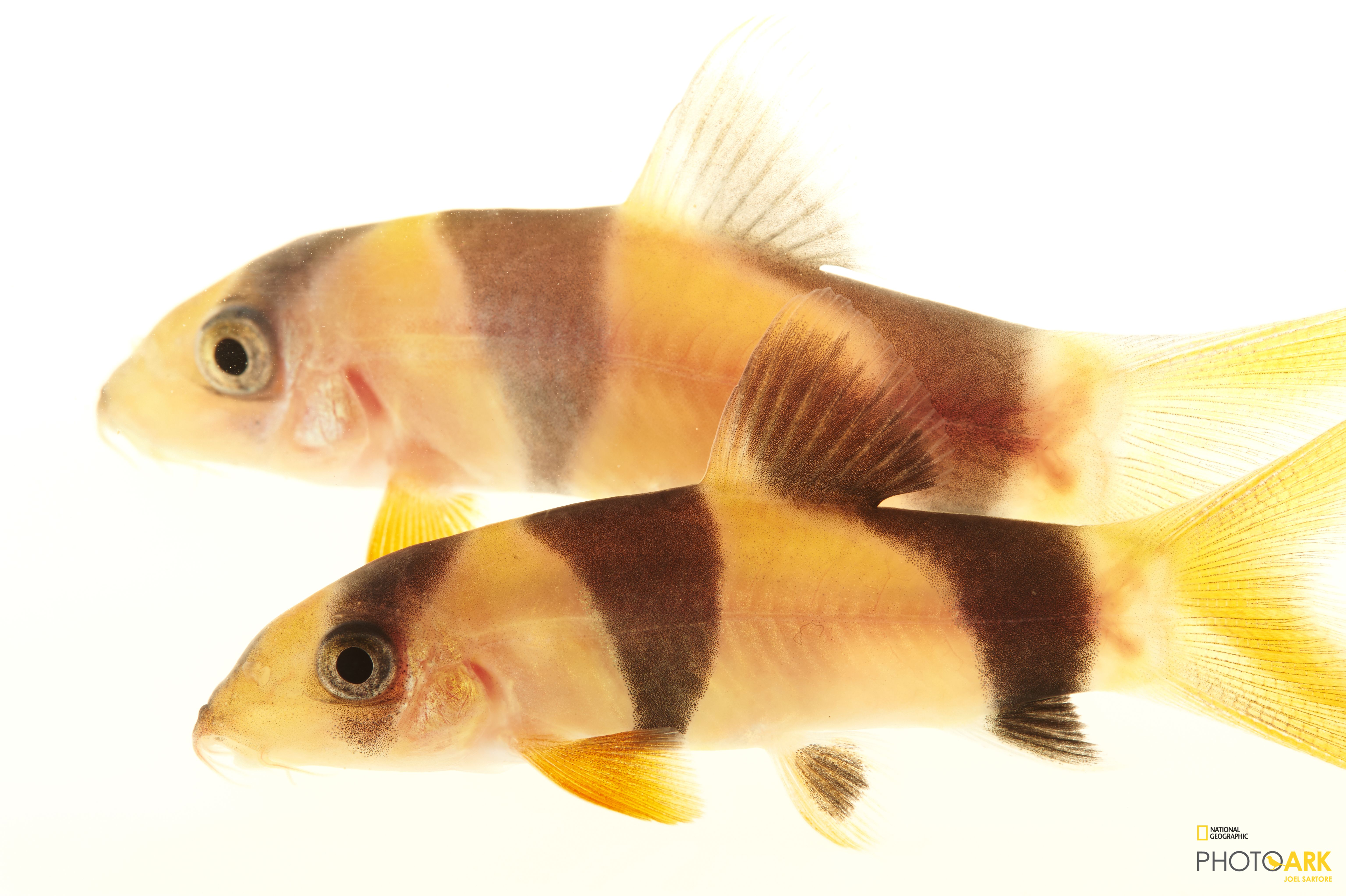 Photo Ark Home Clown Loach Or Tiger Botia | National Geographic Society