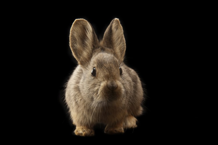 Photo Ark Home One Of Two Remaining Female Columbia Basin Pygmy Rabbits ...