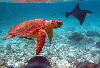 The Loggerhead | National Geographic Society