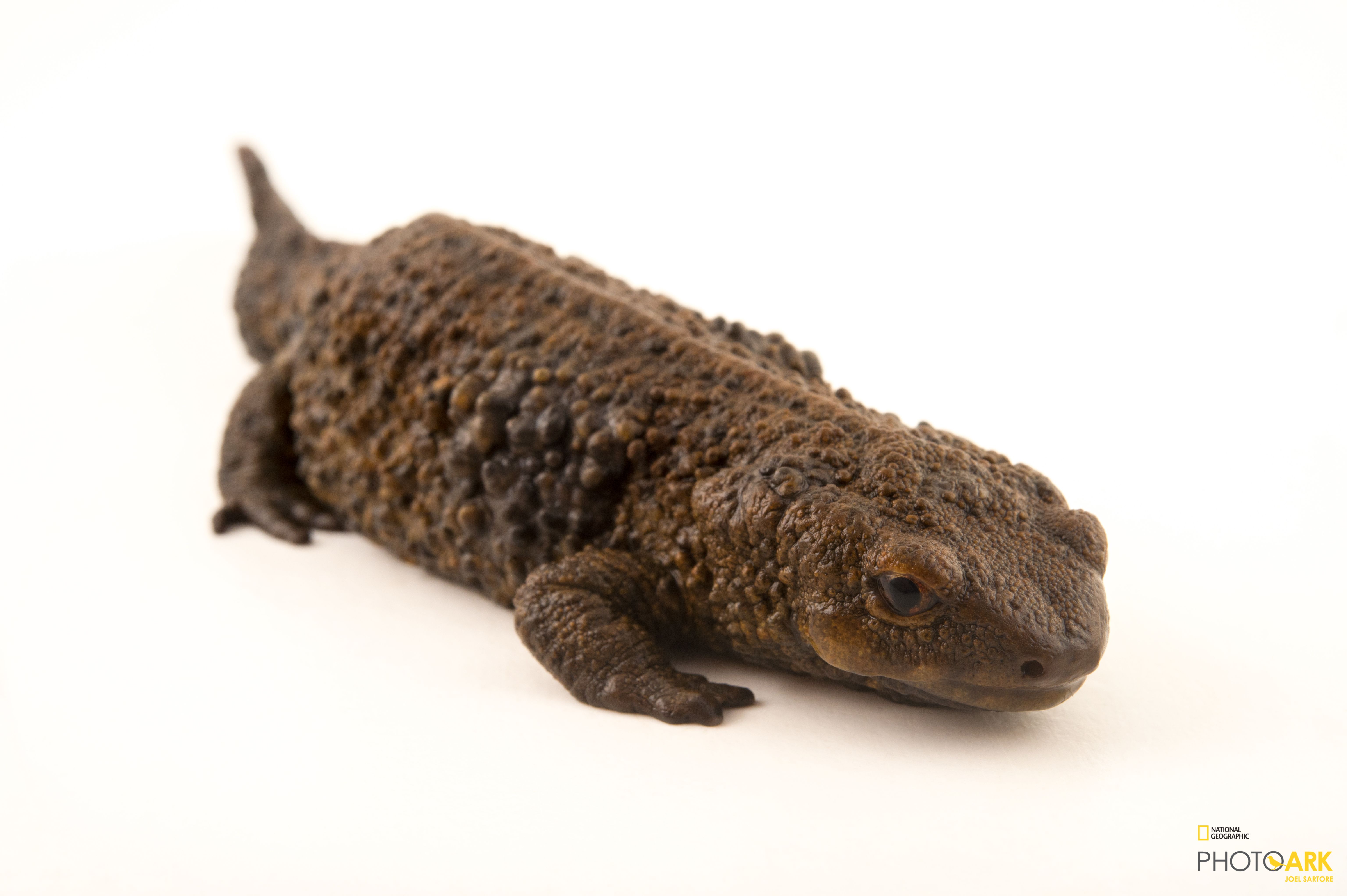 Photo Ark Home Chinese Warty Newt | National Geographic Society