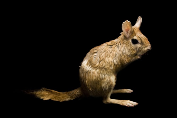 Photo Ark Home Springhaas Or Spring Hare | National Geographic Society