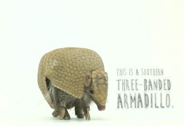 Photo Ark: Southern Three-Banded Armadillo | National Geographic Society