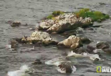 Impact of an Invasive Species | National Geographic Society