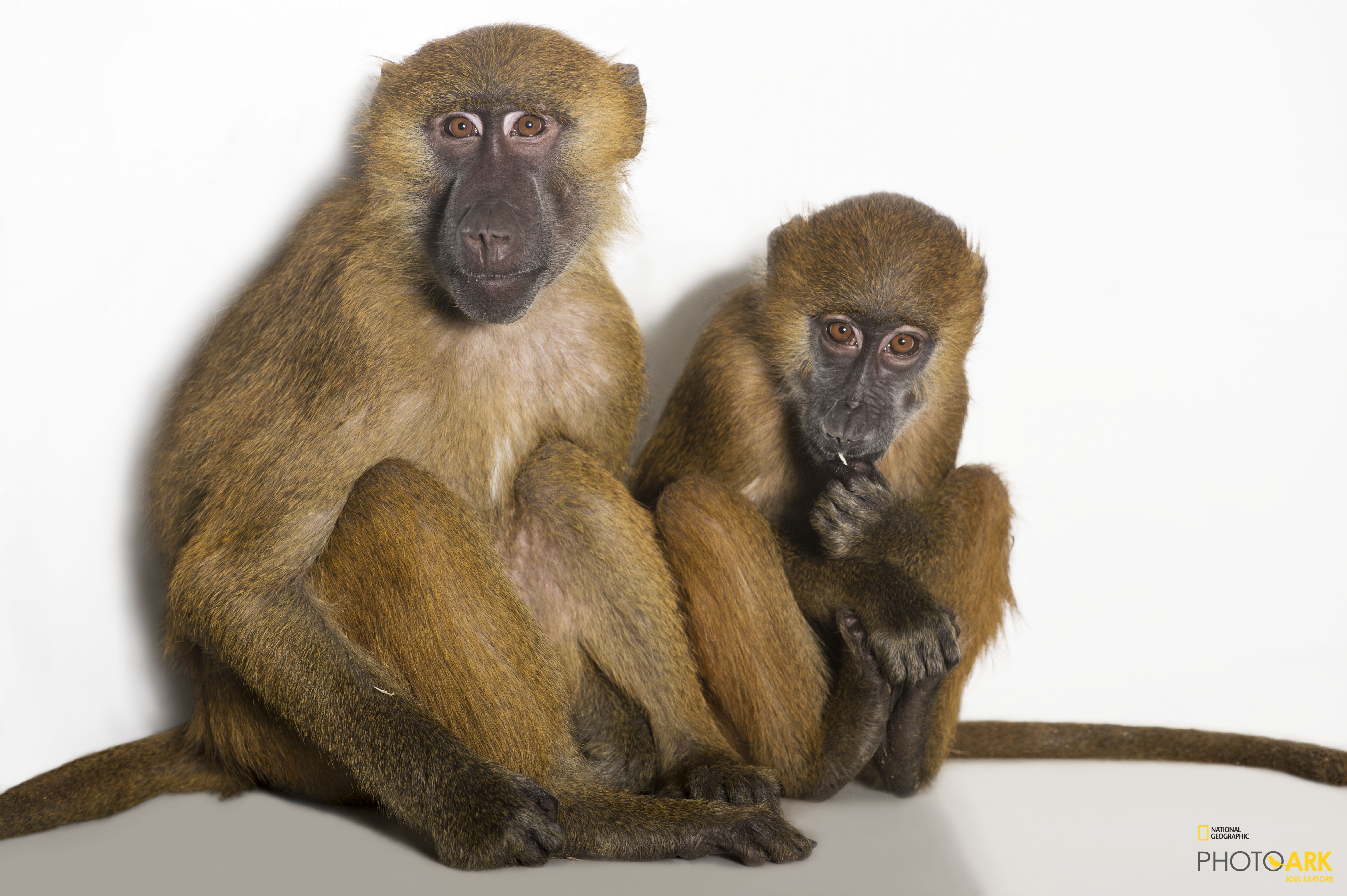 Photo Ark Home Guinea Baboon | National Geographic Society