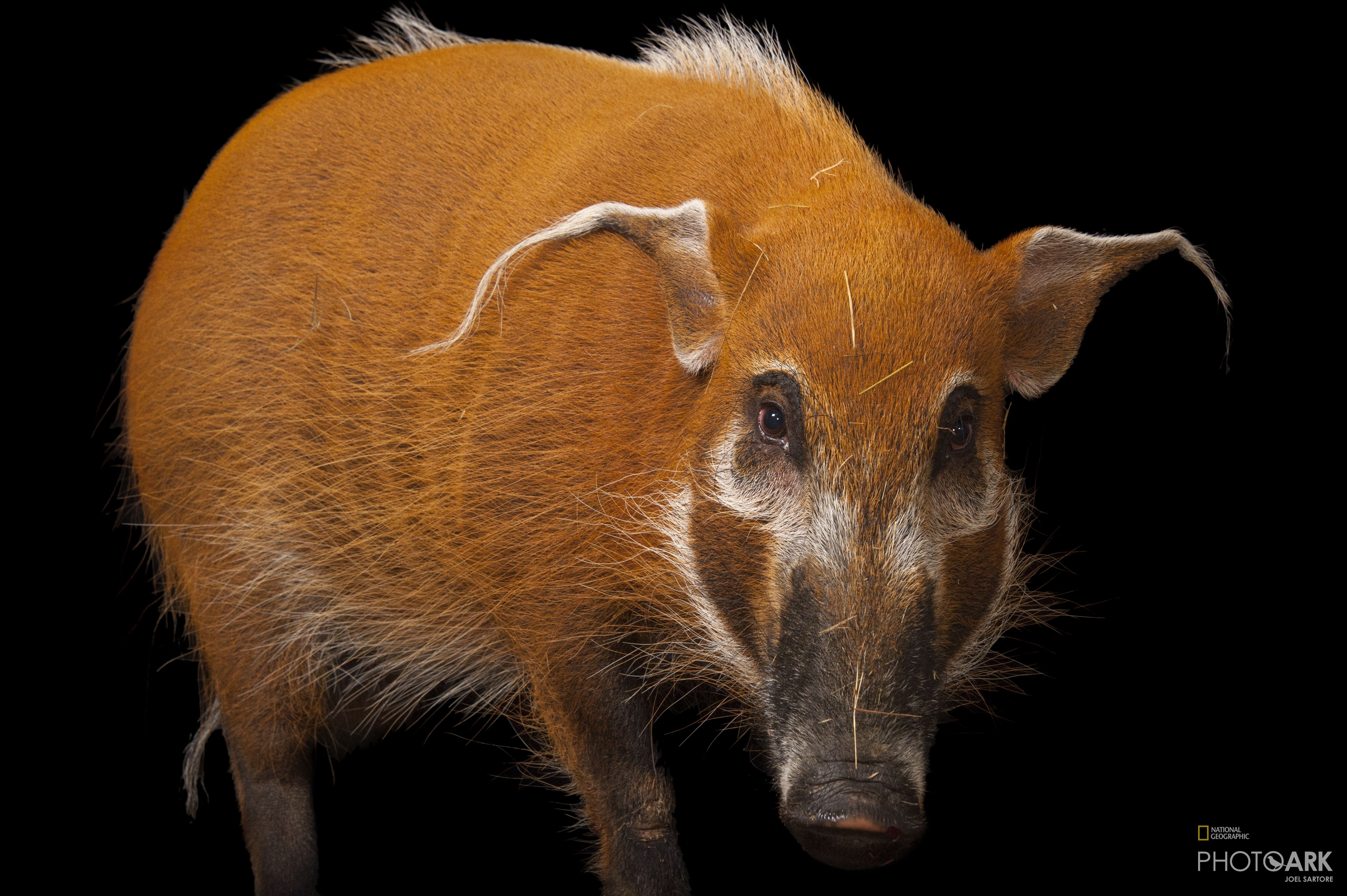 Photo Ark Home Red River Hog | National Geographic Society