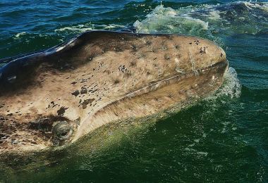 The Gray Whale: Past, Present, and Future | National Geographic Society
