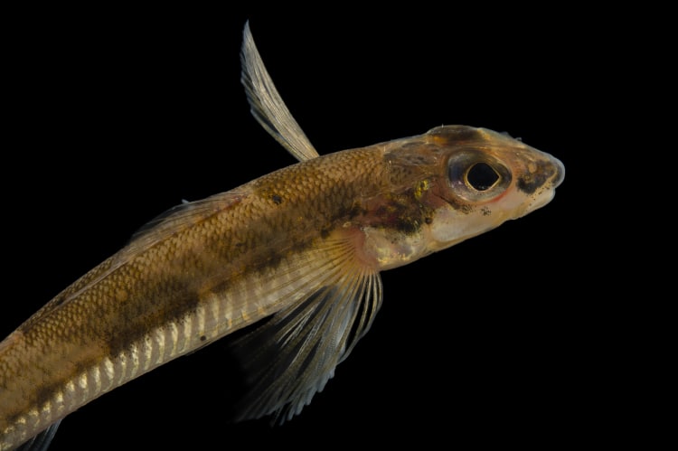 Photo Ark Home Diamond Darter Fish | National Geographic Society