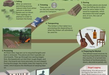 Journey of a Hardwood | National Geographic Society