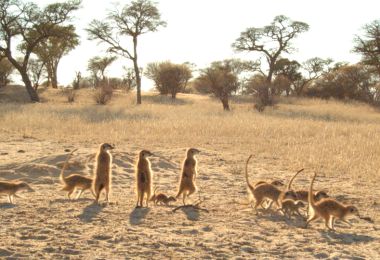 Meet the Meerkats | National Geographic Society