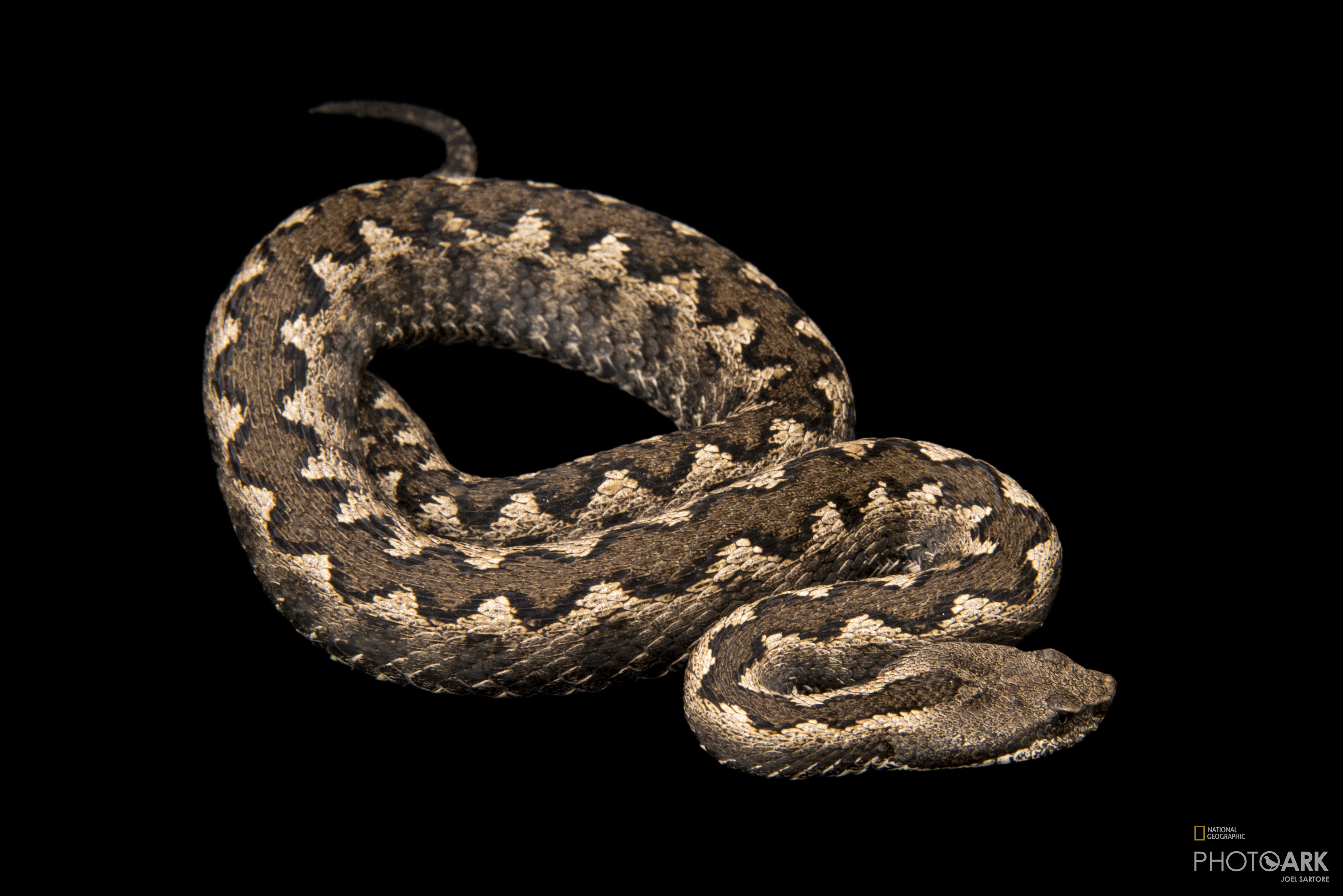 Photo Ark Home Iberian Or Lataste's Viper | National Geographic Society