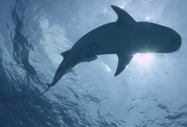 Sharks 101 | National Geographic Society