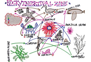 Food Chains and Webs | National Geographic Society