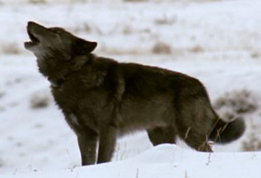 Leader of the Pack | National Geographic Society