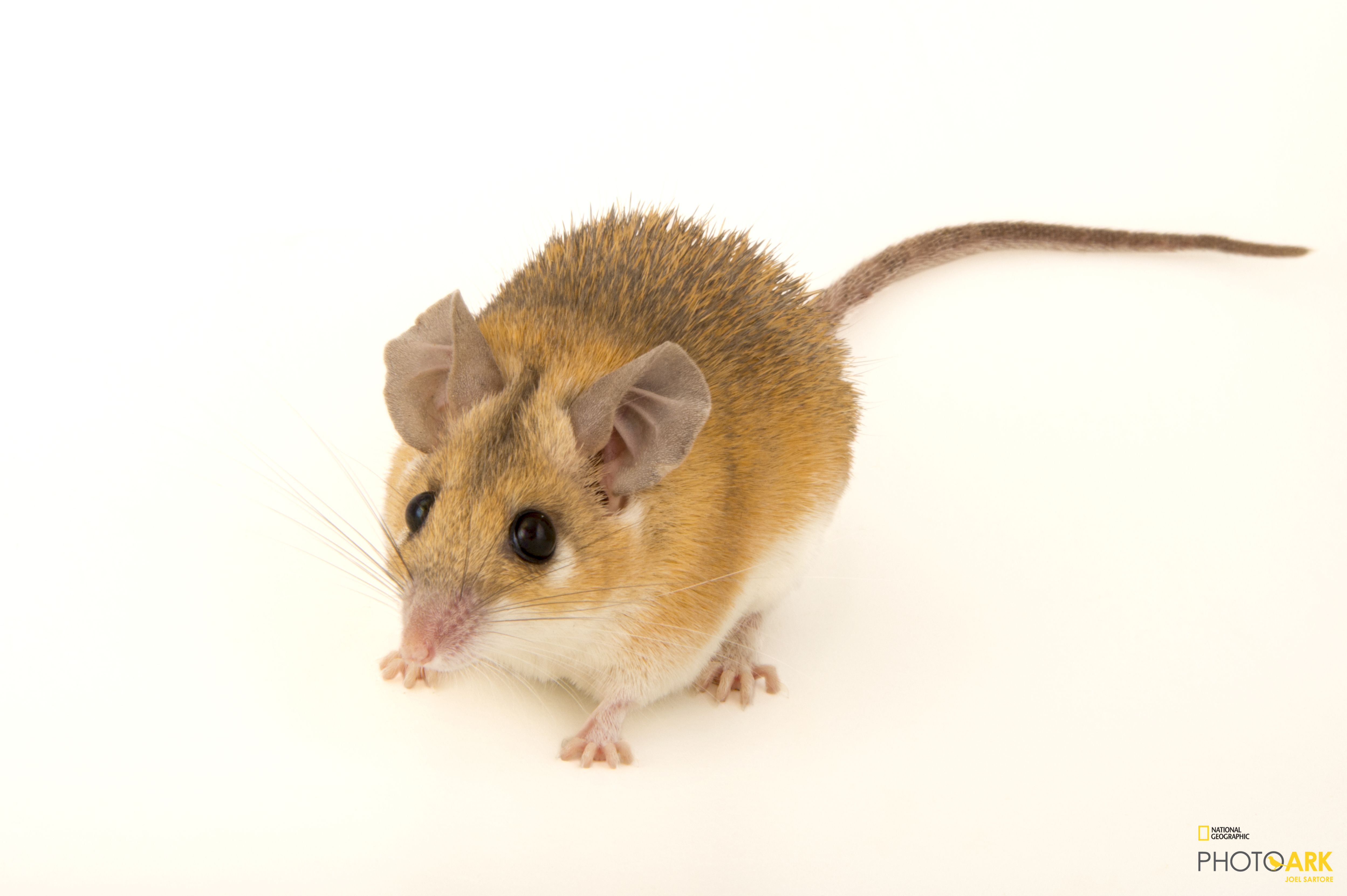 Photo Ark Home Egyptian Spiny Mouse | National Geographic Society