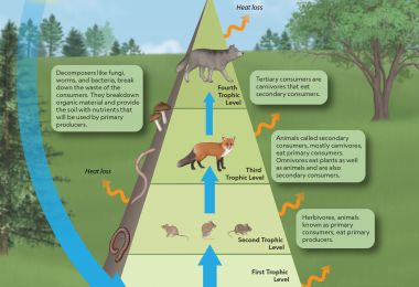 Energy Flow in an Ecosystem | National Geographic Society