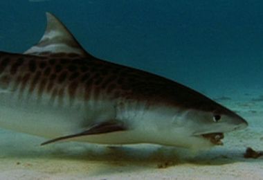 Crittercam: Tiger Sharks | National Geographic Society