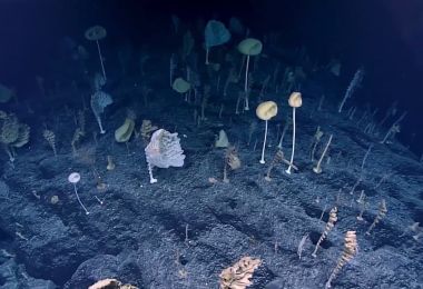 See Five Weirdly Mesmerizing Deep Sea Creatures | National Geographic ...