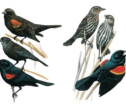 Citizen Science Projects | National Geographic Society