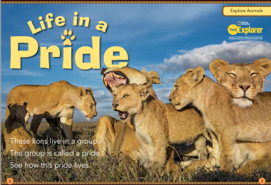 Life in a Pride | National Geographic Society