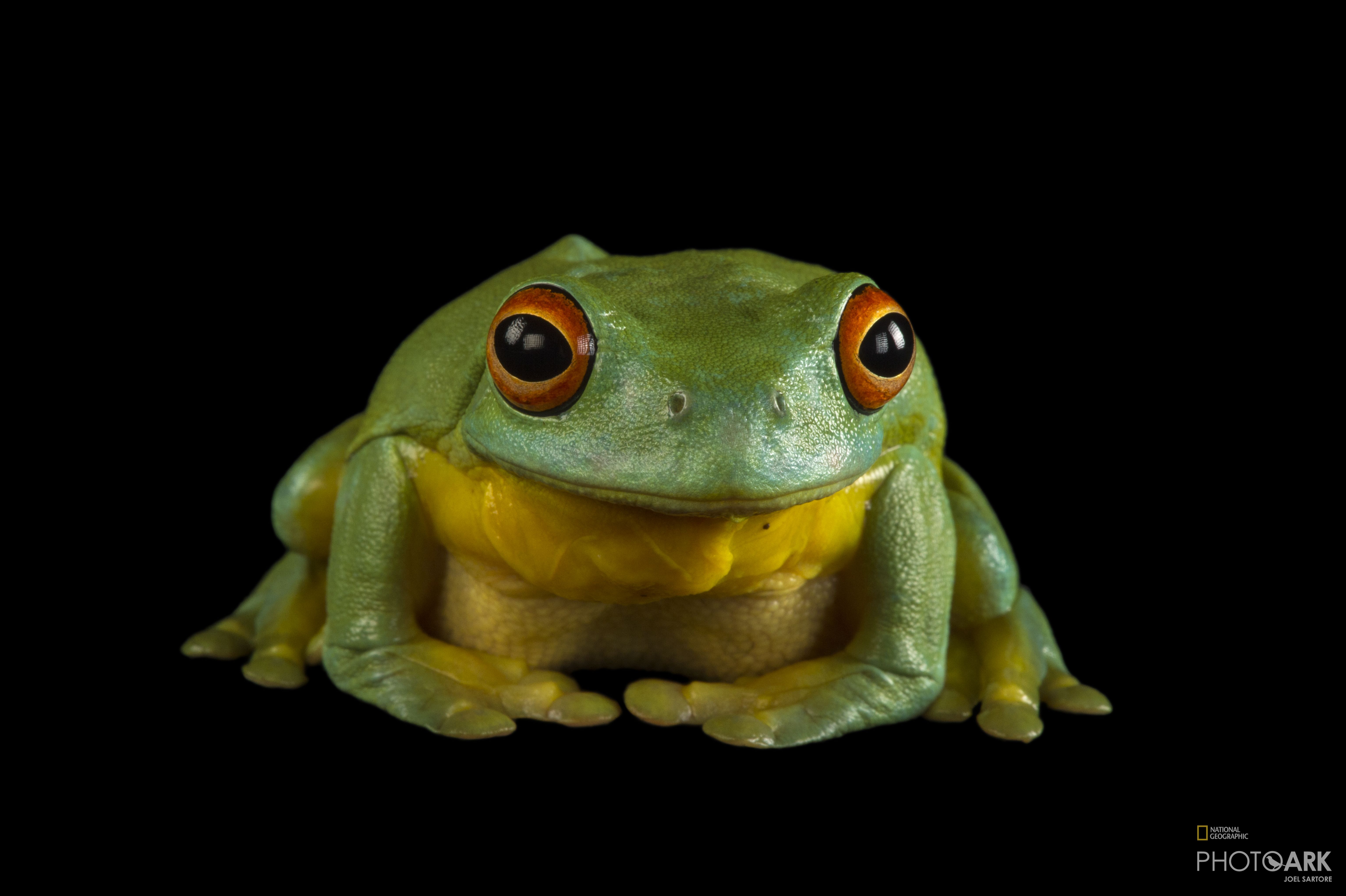 Photo Ark Home Southern Orange-Eyed Tree Frog | National Geographic Society Photo Ark Home Southern Orange-Eyed Tree Frog | National Geographic Society