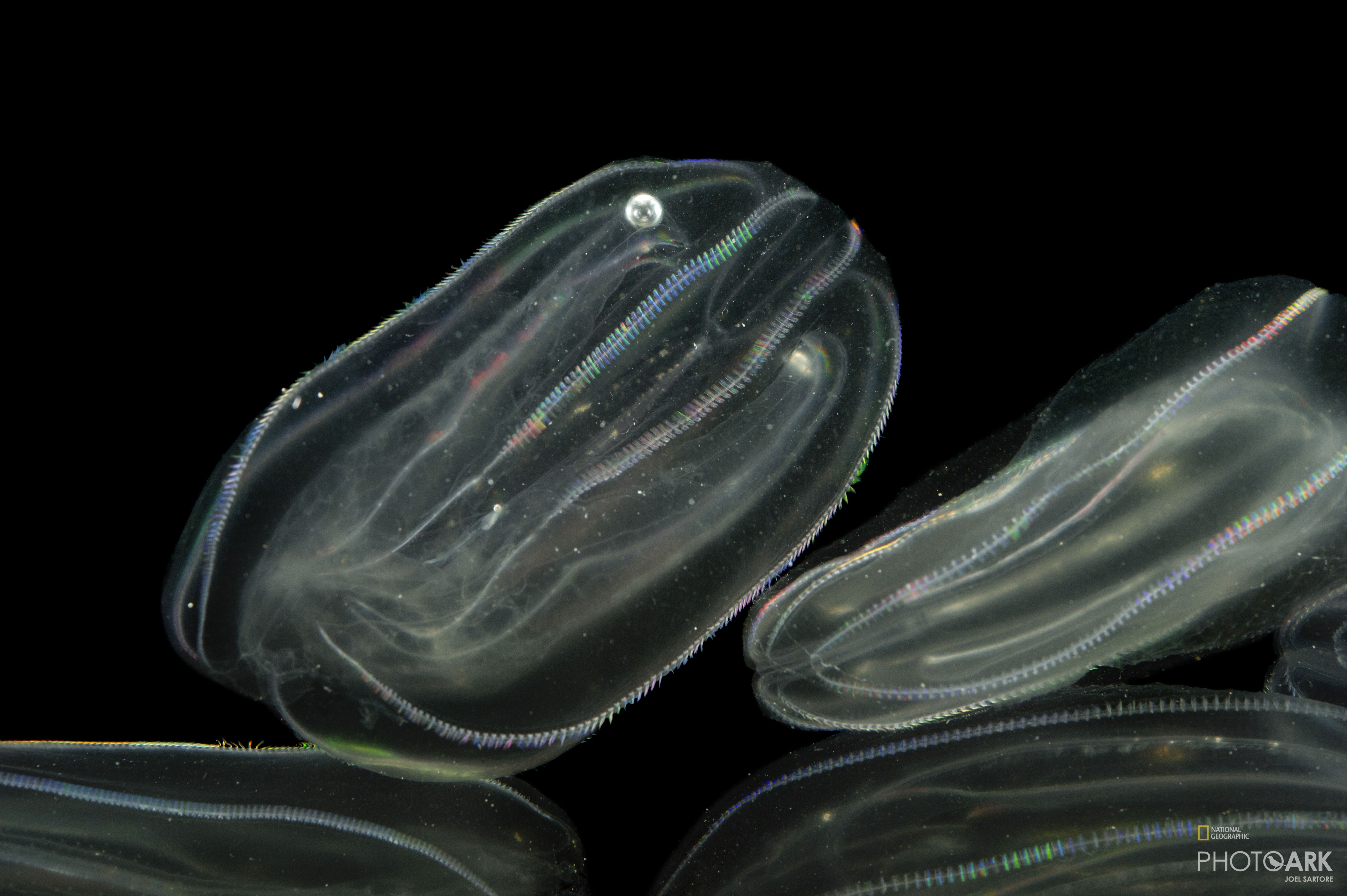 Photo Ark Home Sea Walnut Jellyfish | National Geographic Society
