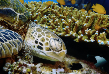 Ocean Impacts of Climate Change | National Geographic Society