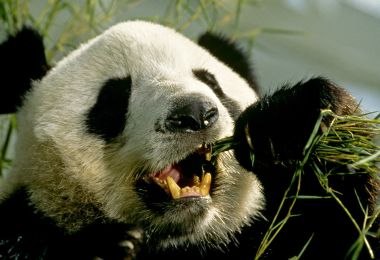 Training Pandas to be Wild | National Geographic Society