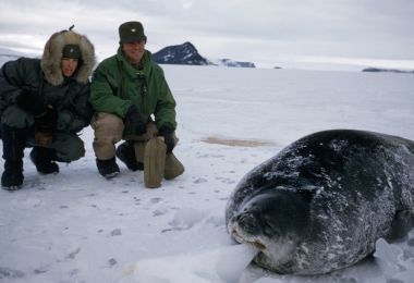 blubber | National Geographic Society