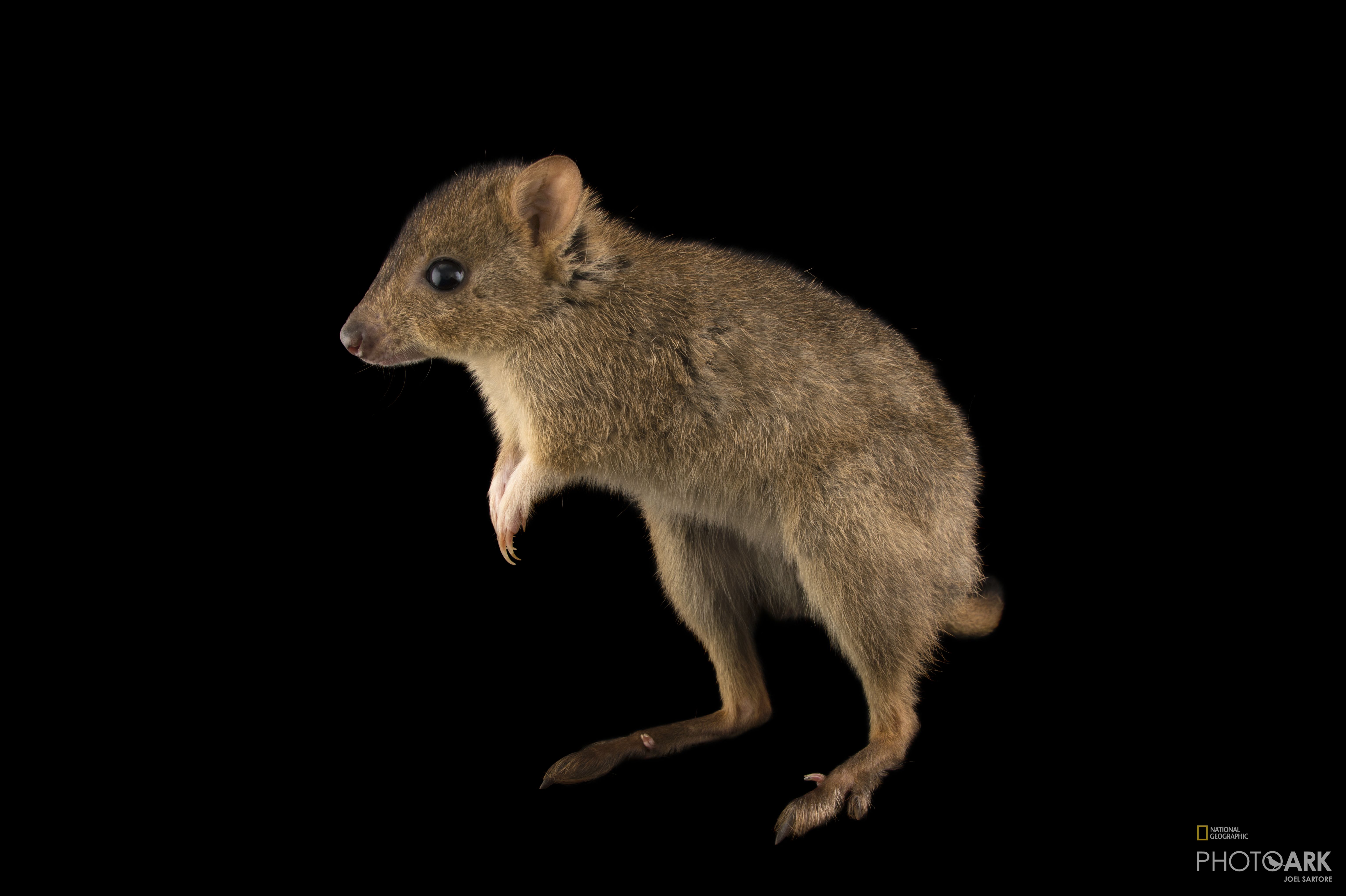 Photo Ark Home Brush Tailed Rat Kangaroo | National Geographic Society