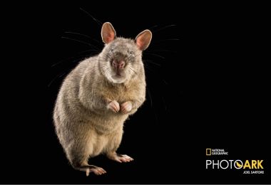 Giant Rats Trained to Sniff Out Tuberculosis in Africa | National ...